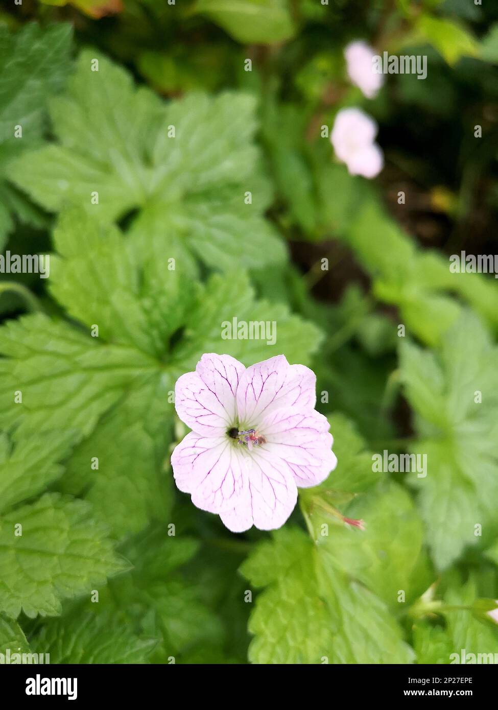 Geranium detail hi-res stock photography and images - Alamy