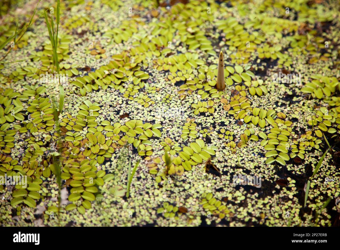 Green floating moss pattern on a swamp surface with copy space ...