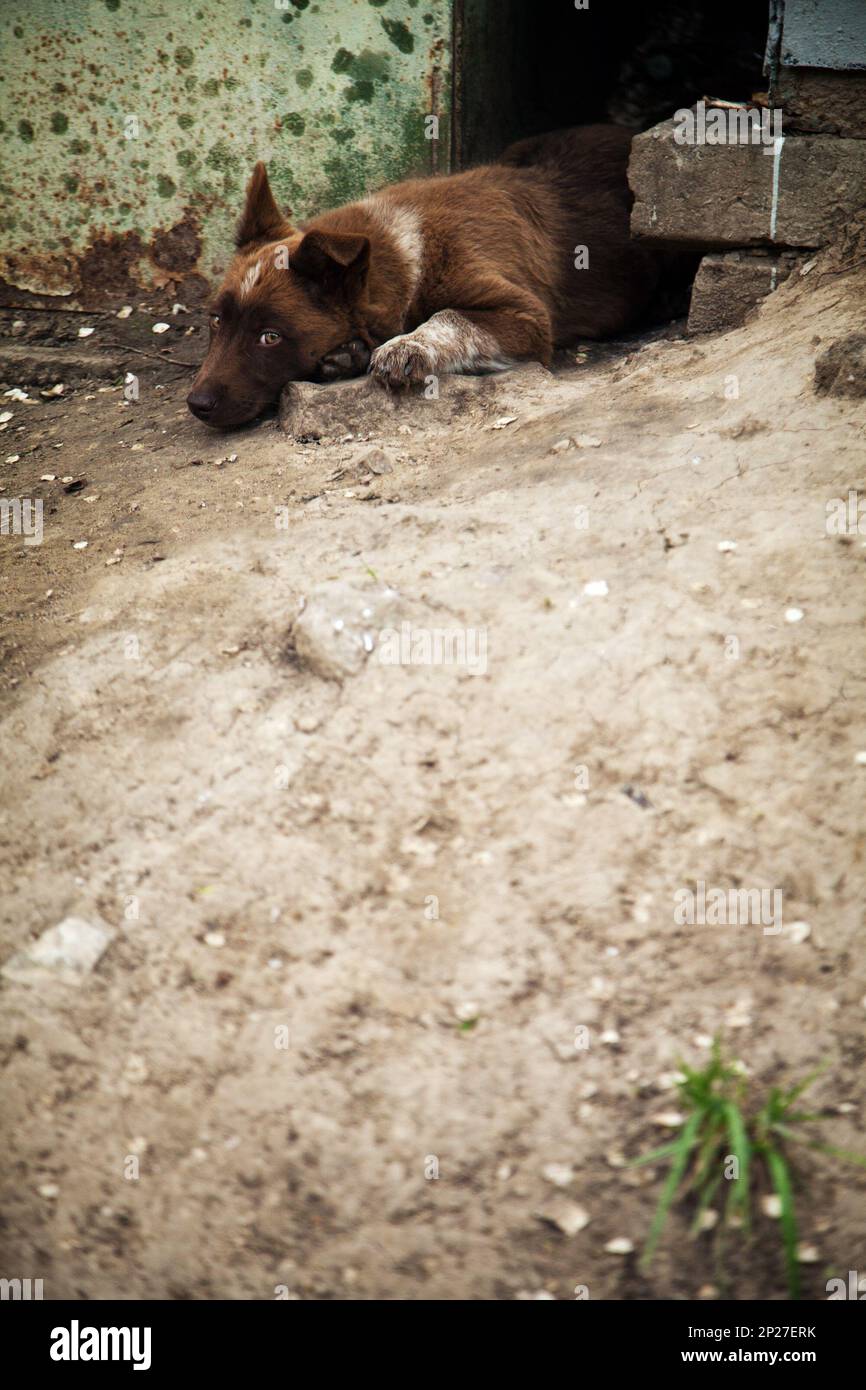 Homeless cute little puppy mongrel. Lonely stray dog. Sad lost pet ...