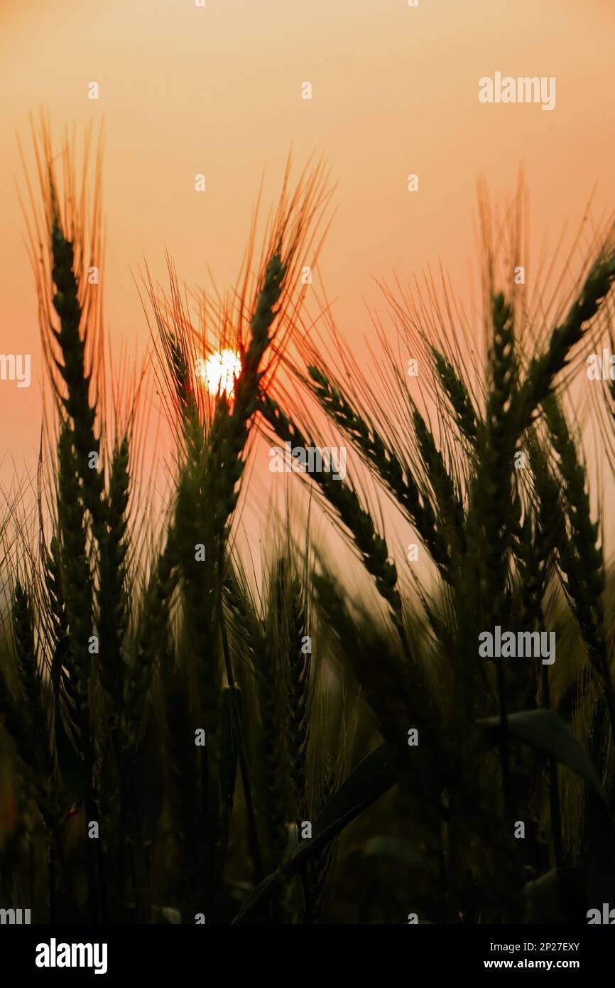 Bearded grain heads hi-res stock photography and images - Alamy