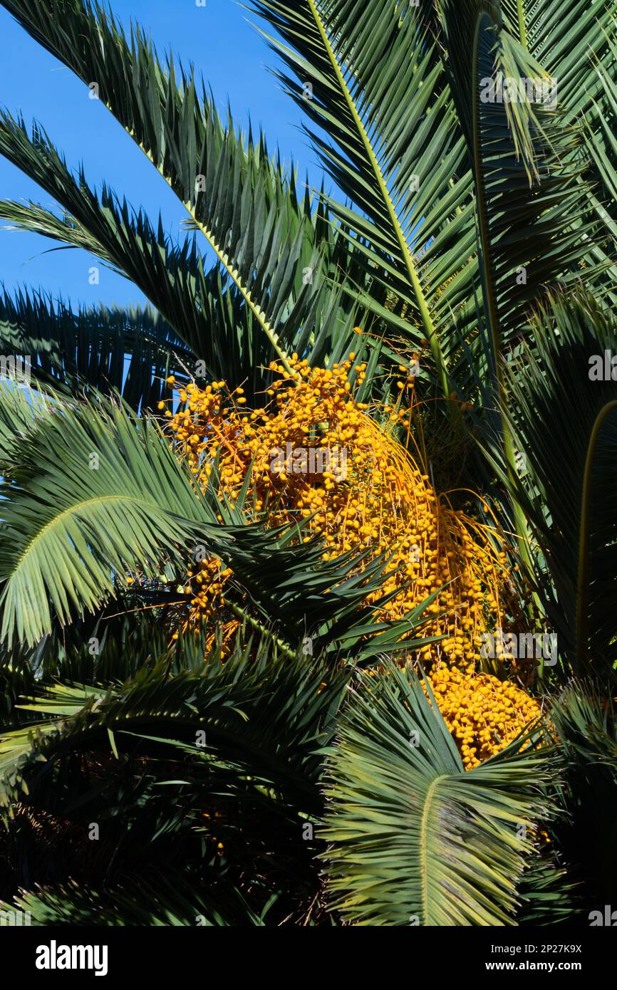 Date palm tree with fruits and blue sky on background Stock Photo - Alamy