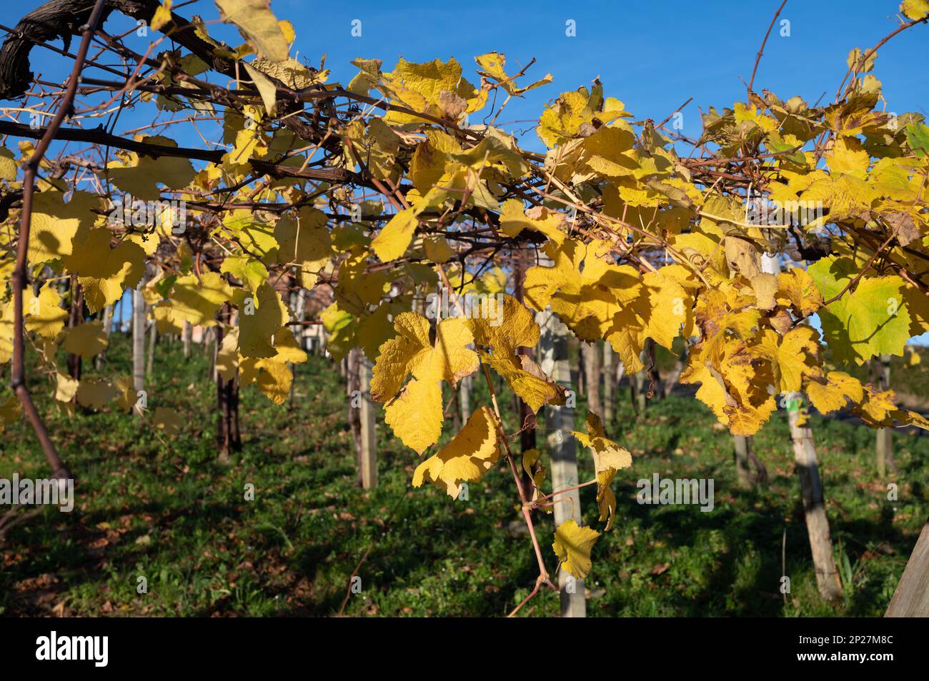 Hilly txakoli grape vineyards, making of Txakoli or chacolí slightly ...