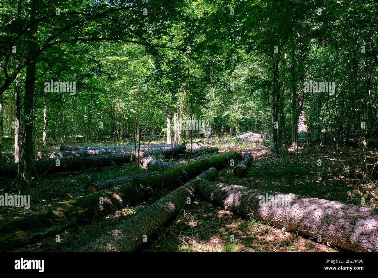 Old deciduous forest in summer midday with logs lying in foreground ...