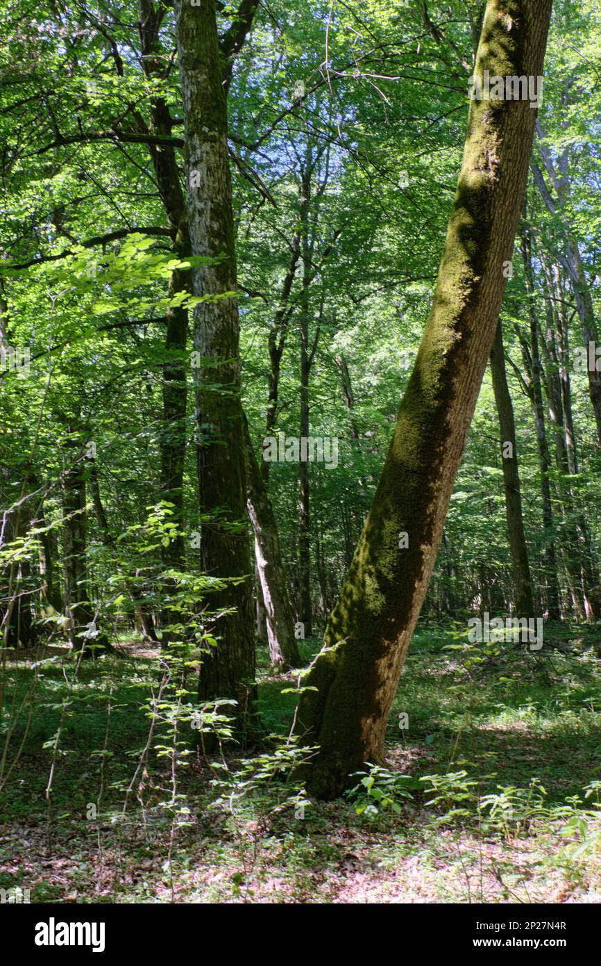 Old maple tree hi-res stock photography and images - Alamy