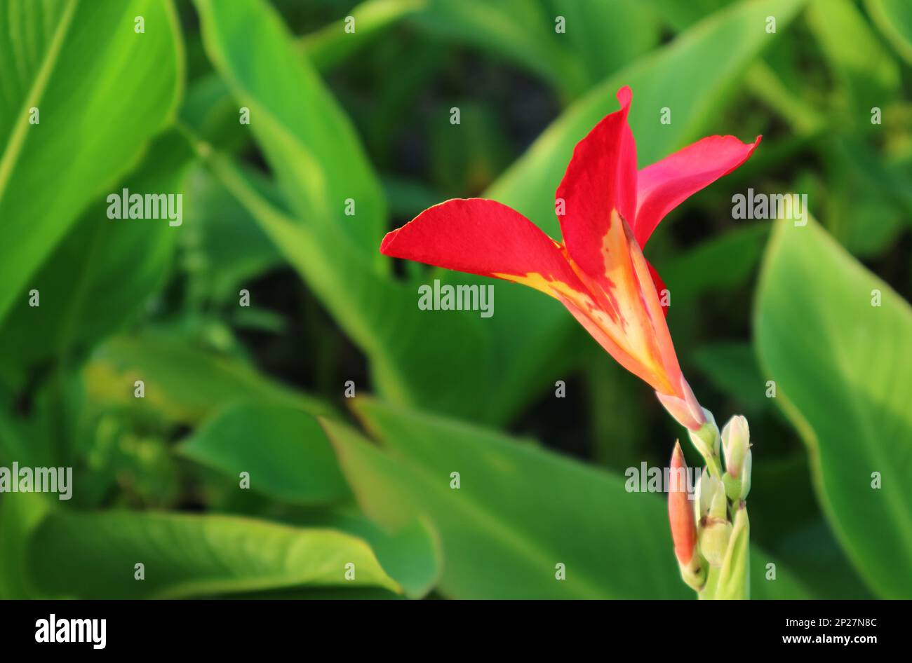 Orange red canna lily hi-res stock photography and images - Alamy