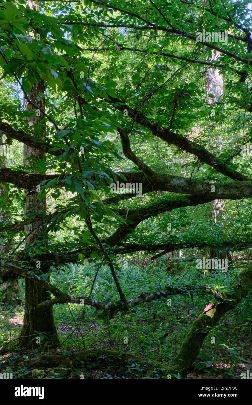 Old hornbeam branch moss wrapped and natural deciduous forest in summer ...