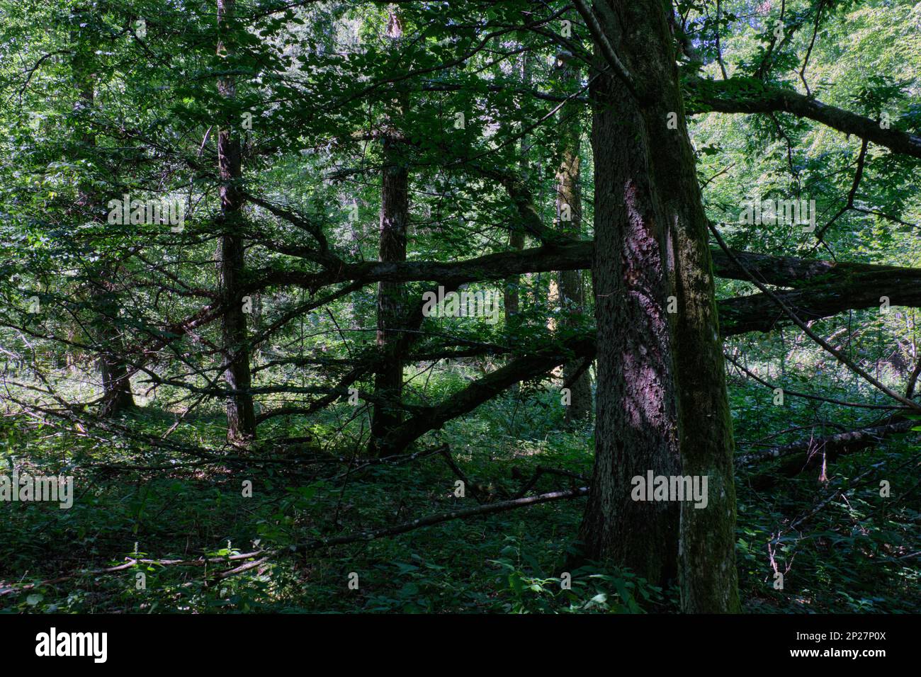 Old hornbeam branch moss wrapped and natural deciduous forest in summer ...