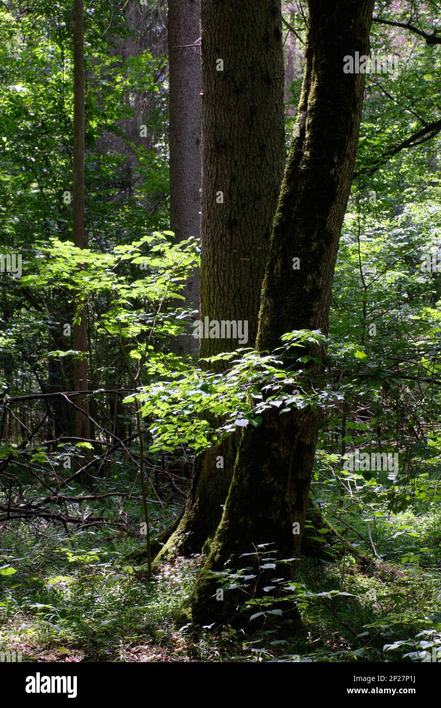 Old deciduous forest in summer midday landscape with old hornbeam and ...