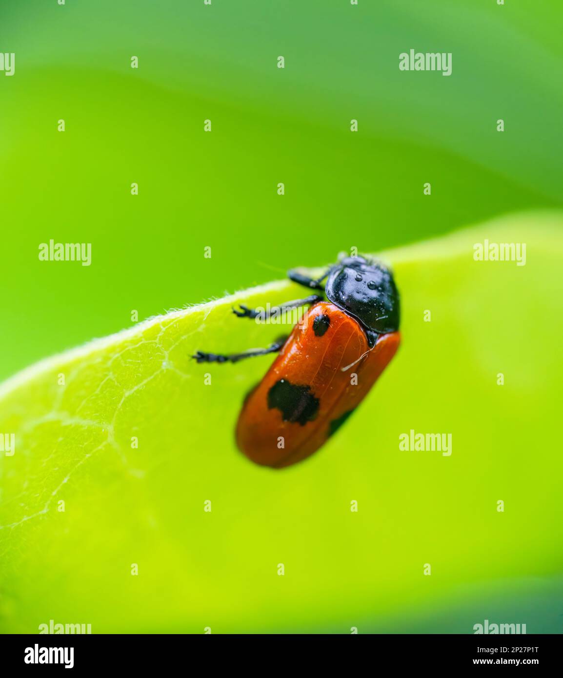 Tiny ant bag beetle with red back with black dot climbing green grass ...