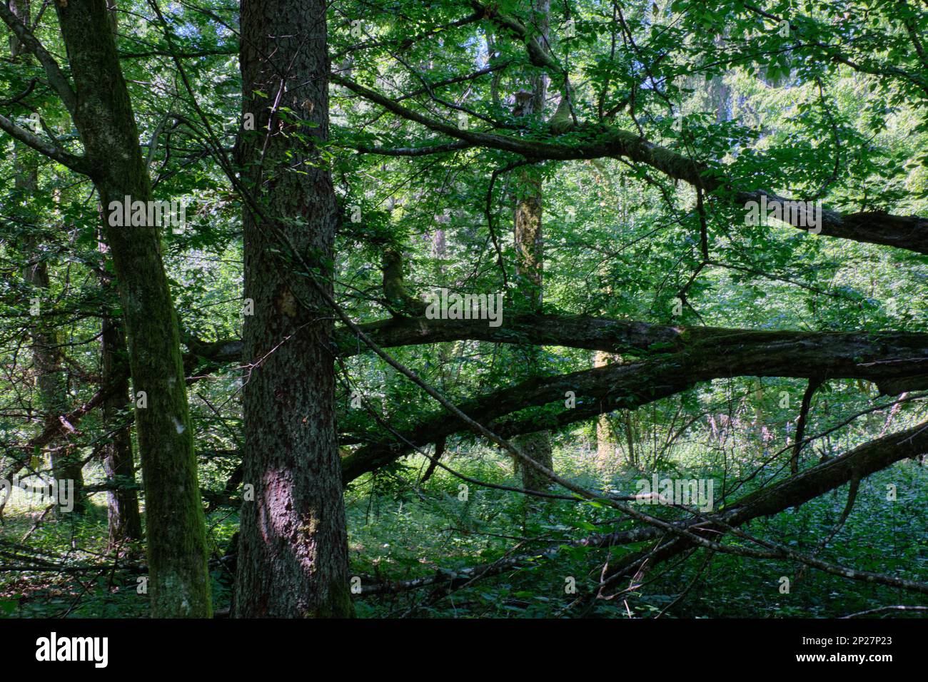 Old hornbeam branch moss wrapped and natural deciduous forest in summer ...