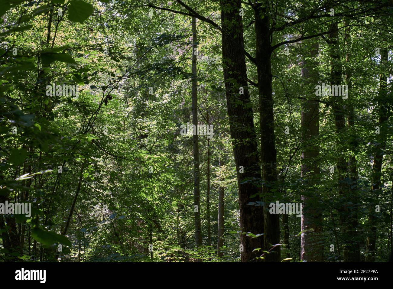 Old deciduous forest in summer midday landscape with old hornbeam and ...