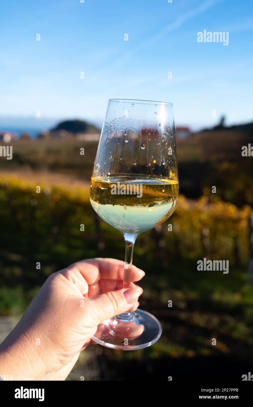 Tasting during winery tour of txakoli or chacolí slightly sparkling ...