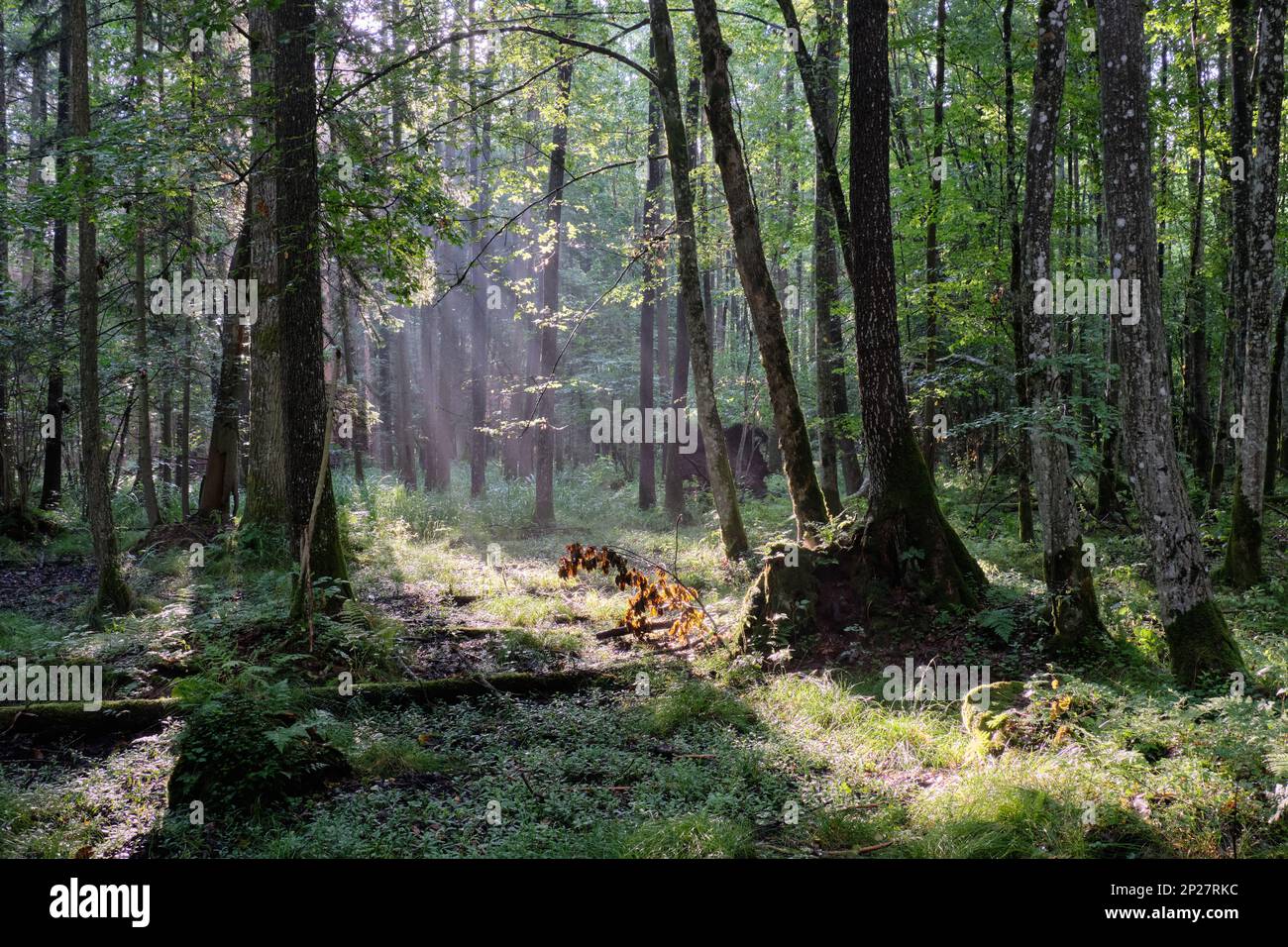 Misty sunrise morning in deciduous forest with old alder trees ...