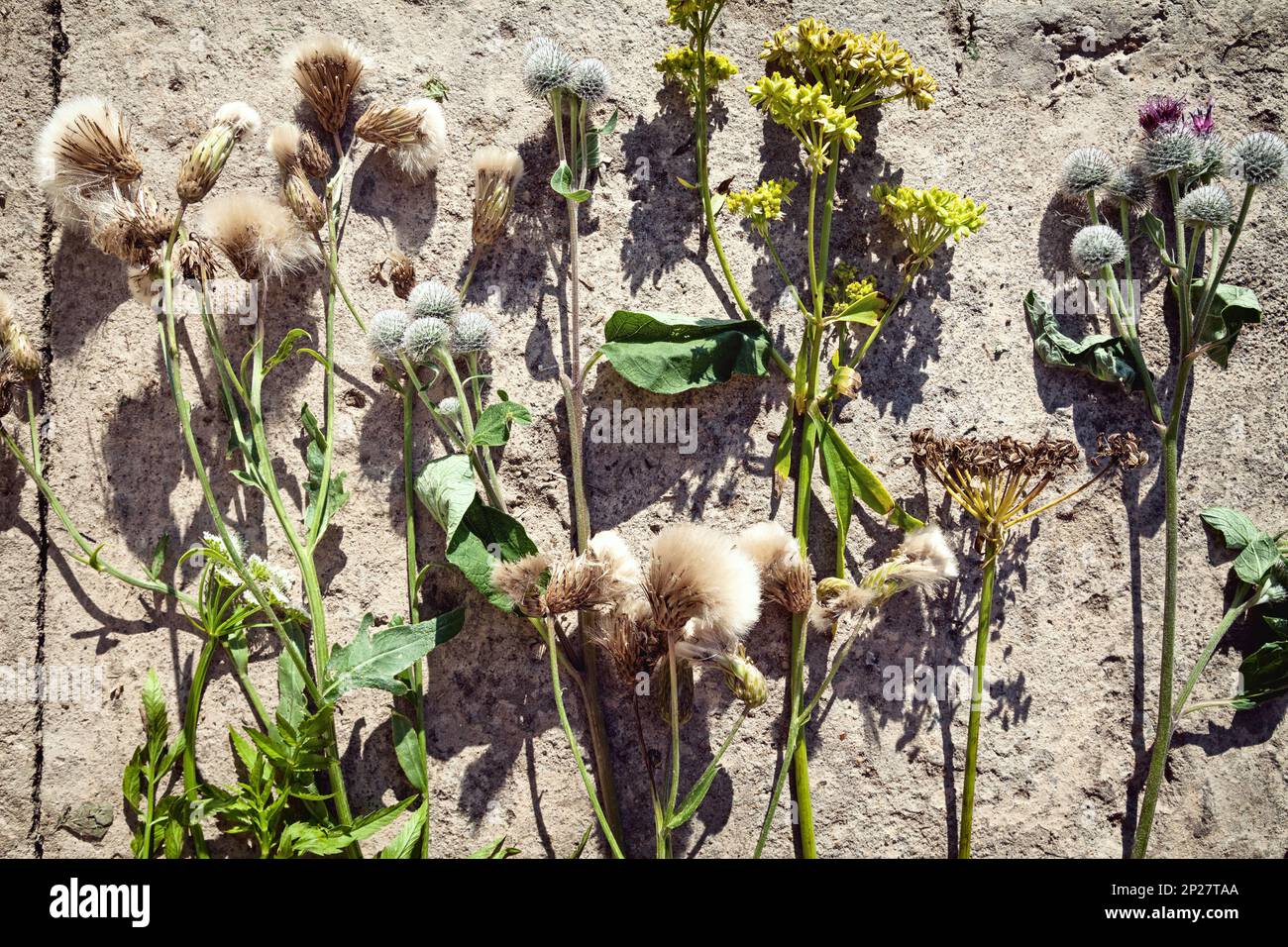 Various kinds of wild flowers on the ground arranged in a row. Several ...