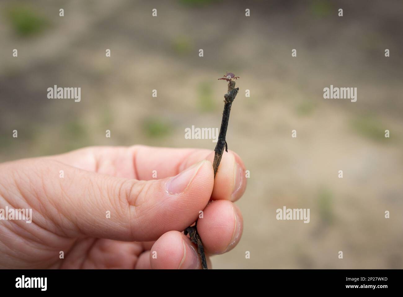 The tick sits on a stick held in the hand. Insect-borne diseases Stock ...