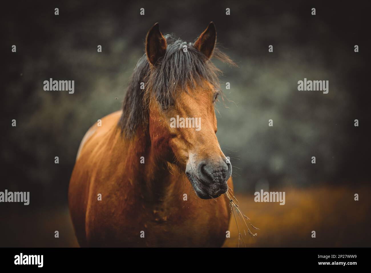 Horses on a pasture. Bieszczady mountains, Poland. The Hucul or ...