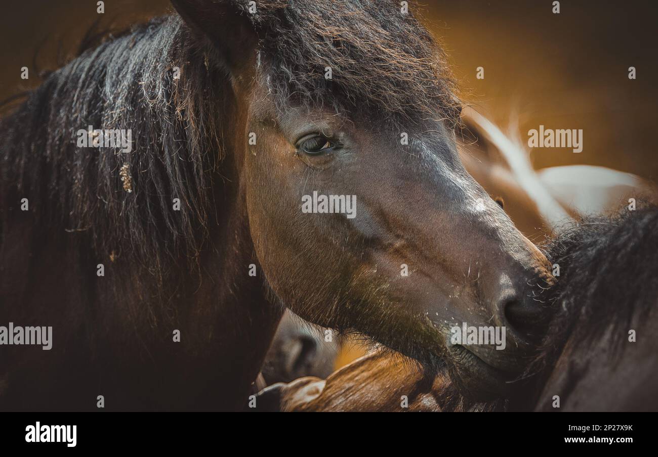 Hucul pony hi-res stock photography and images - Alamy