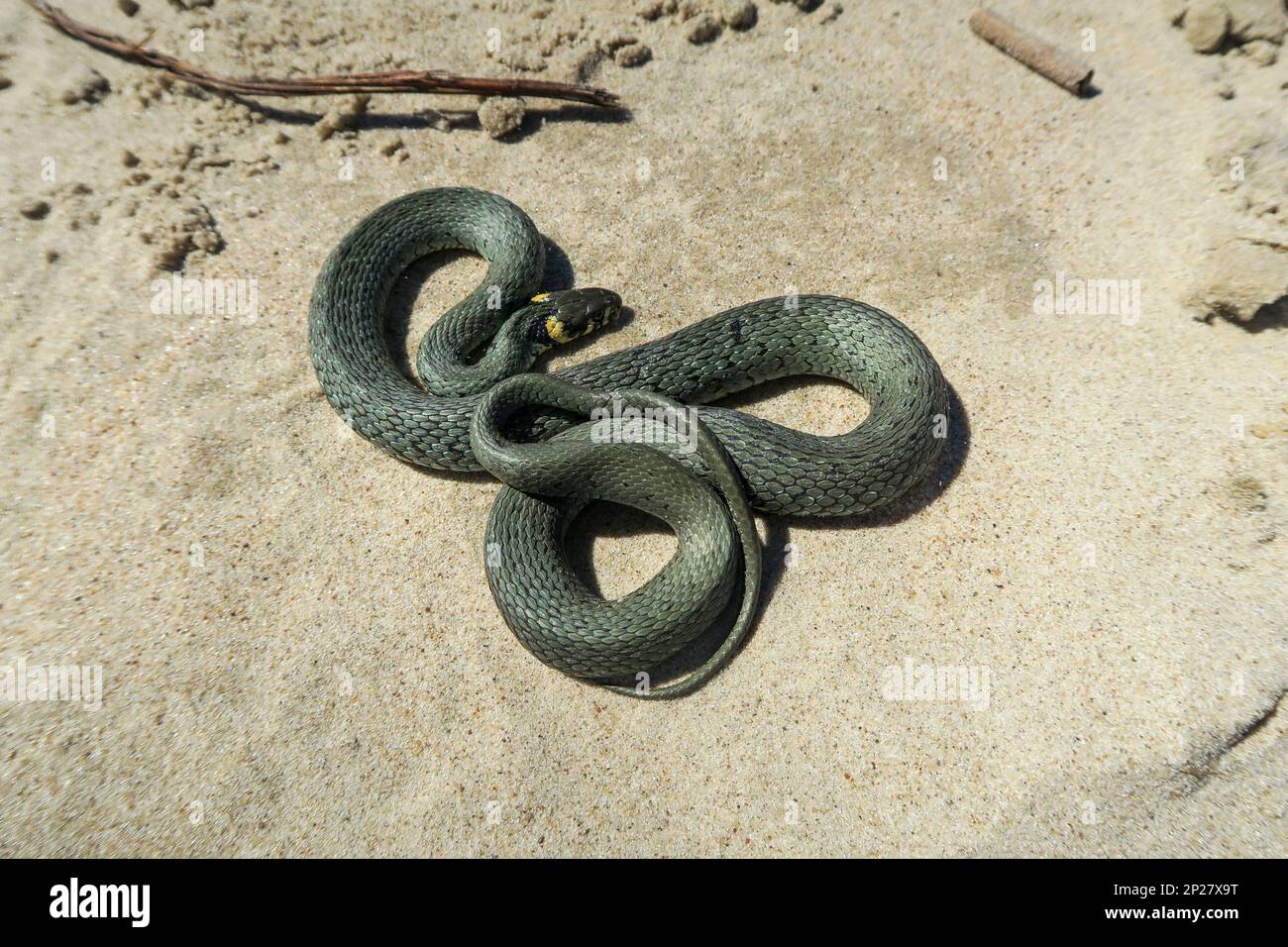 Grass snake on a sandy beach near the sea. A snake, coiled in a ball of ...