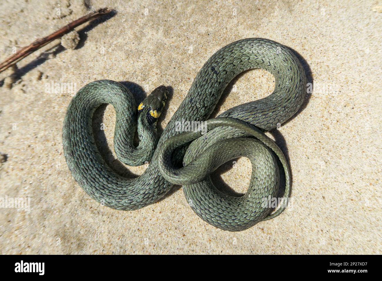 Grass snake on a sandy beach near the sea. A snake, coiled in a ball of ...