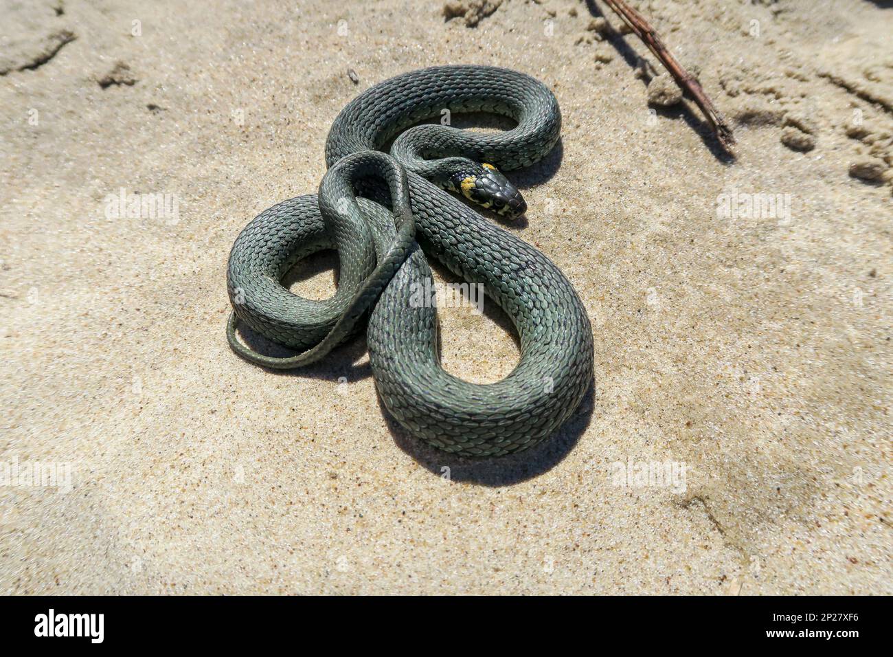 Grass snake on a sandy beach near the sea. A snake, coiled in a ball of ...