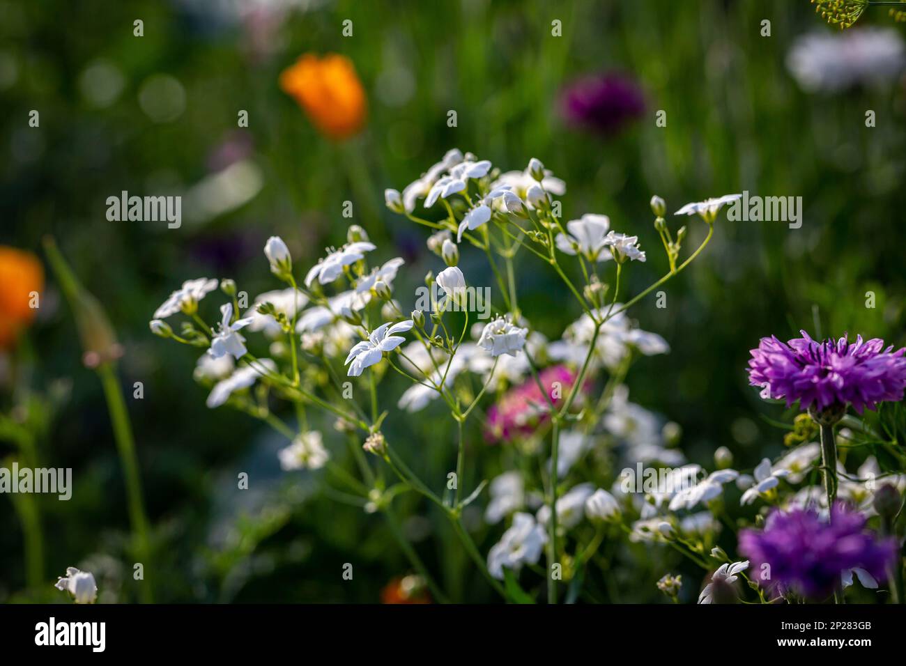 Pretty flowers in a garden, with a shallow depth of field Stock Photo ...
