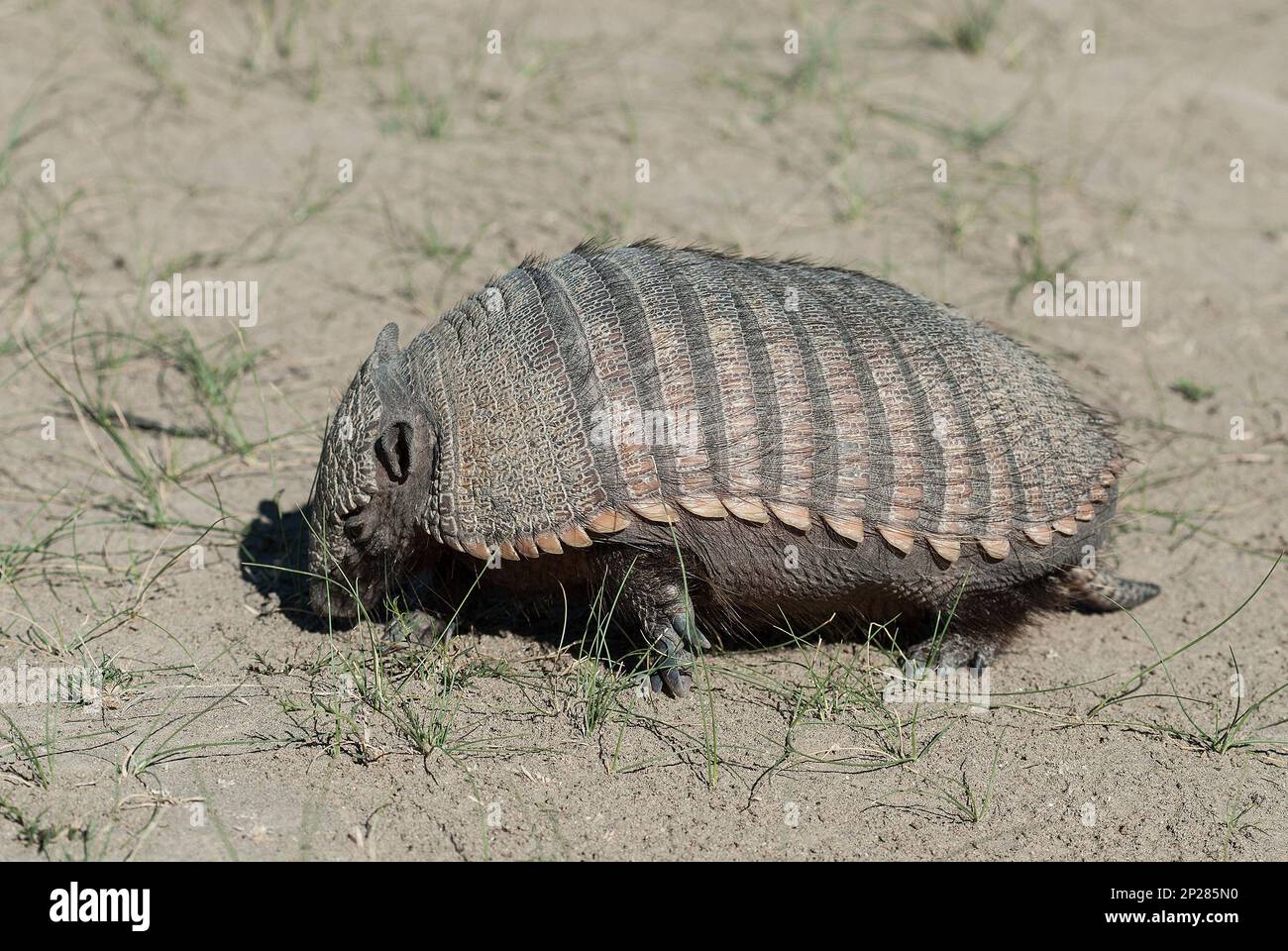 Armadillo in desert environment, Peninsula Valdes, Unesco World ...