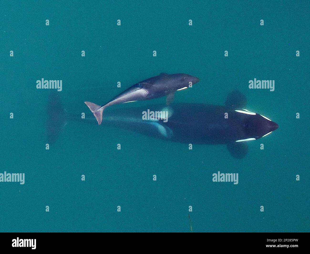 This September 2015 photo provided by NOAA Fisheries shows an adult ...