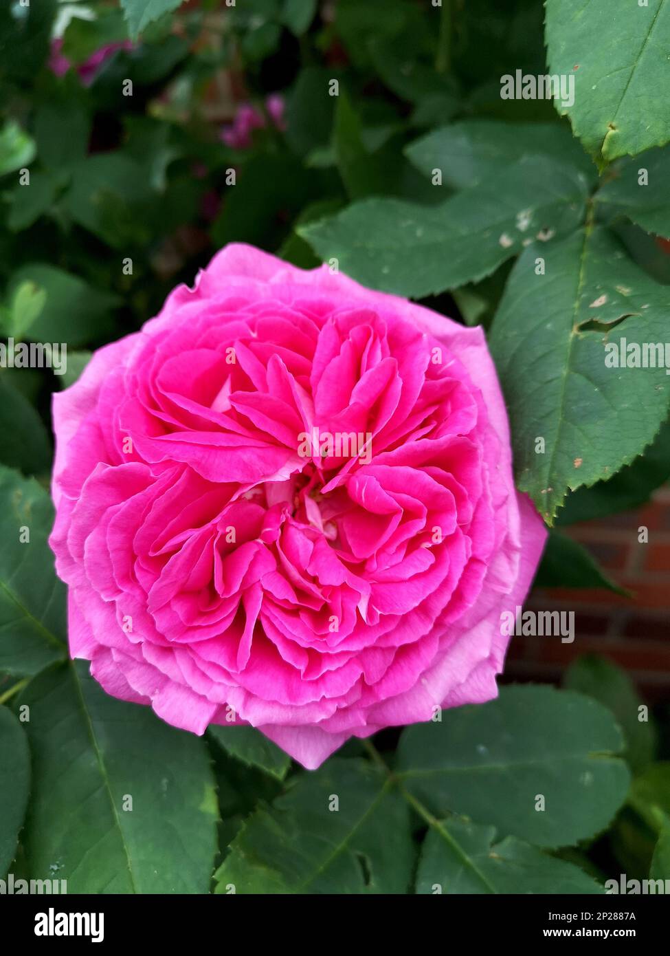 Red and cream rose in bloom hi-res stock photography and images - Alamy