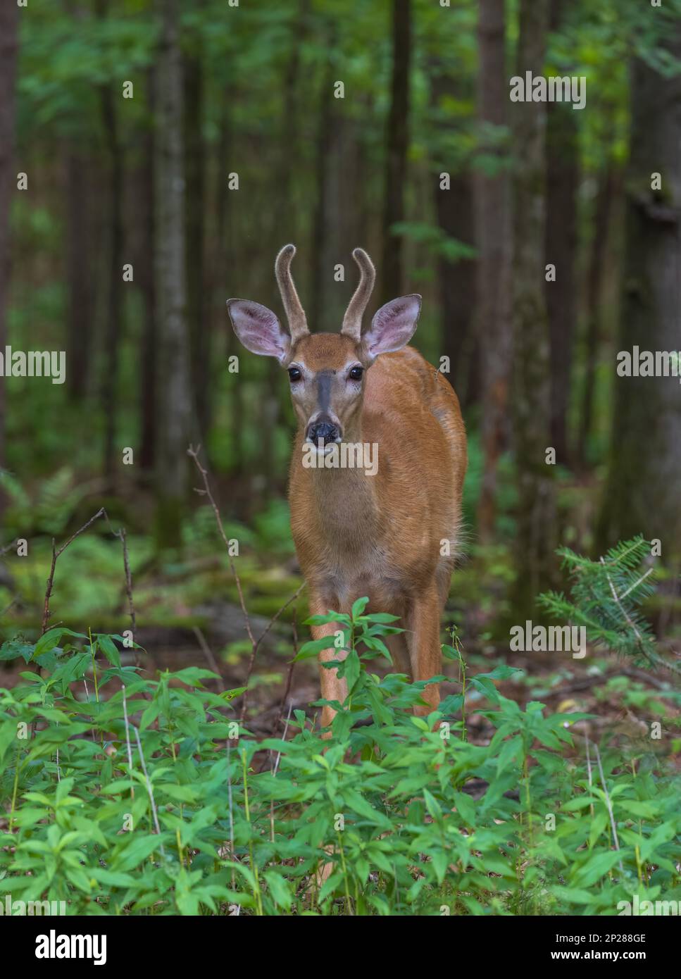 Young white-tailed buck in a northern Wisconsin woodland Stock Photo ...