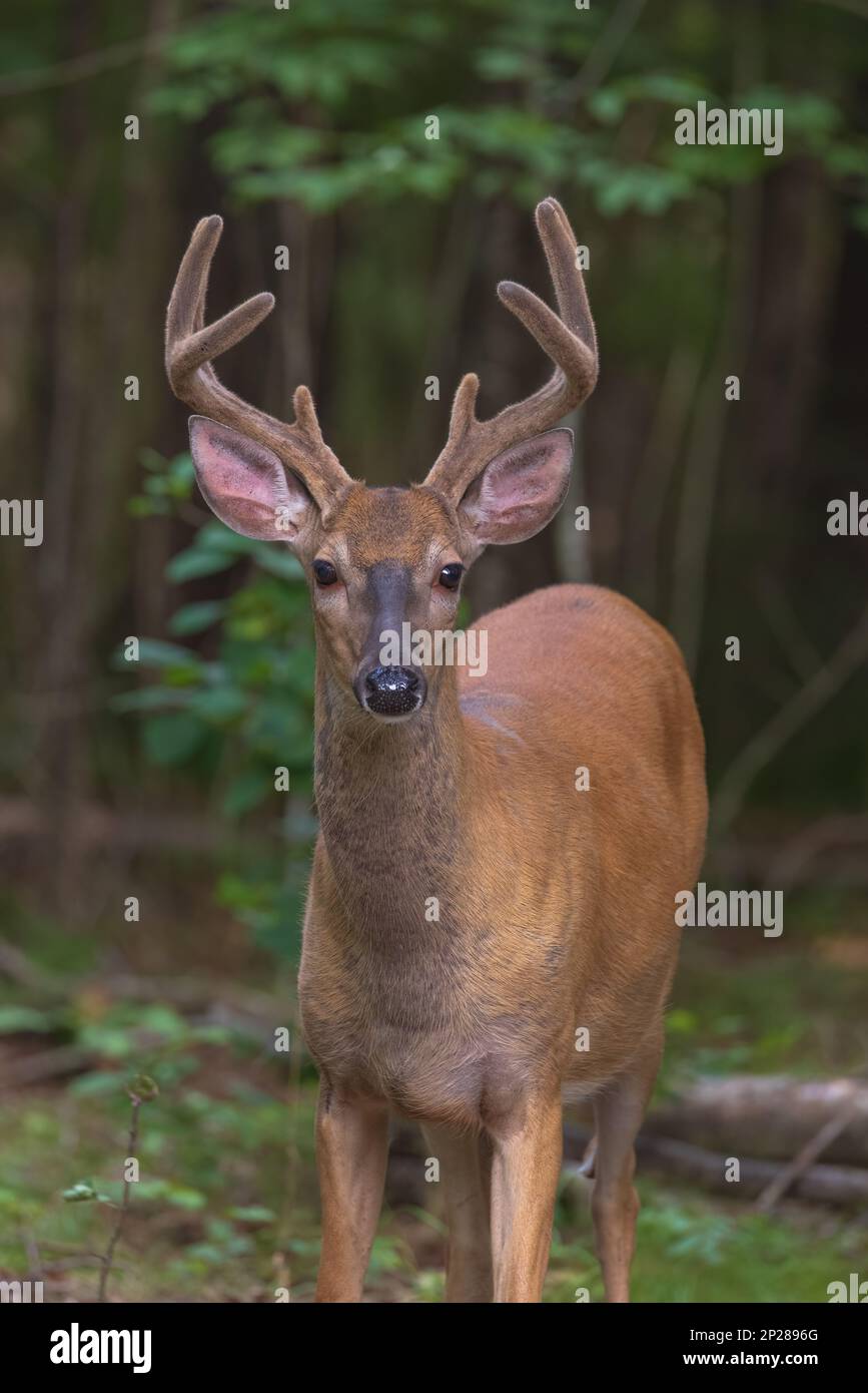 White-tailed buck in a northern Wisconsin woodland Stock Photo - Alamy