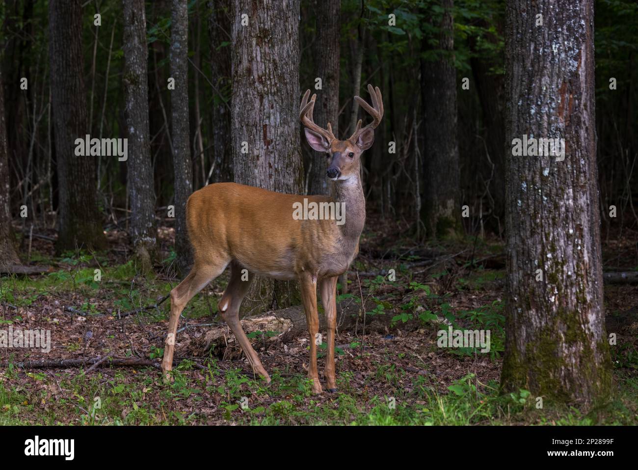 White-tailed buck in a northern Wisconsin woodland Stock Photo - Alamy
