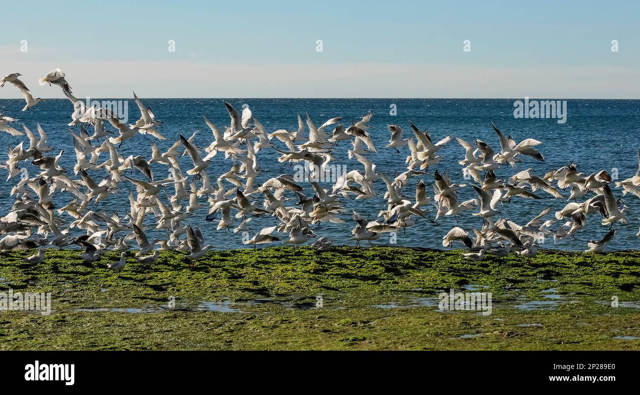 Larus dominicanus.Sterna hirundinacea.Peninsula Valdes Stock Photo - Alamy