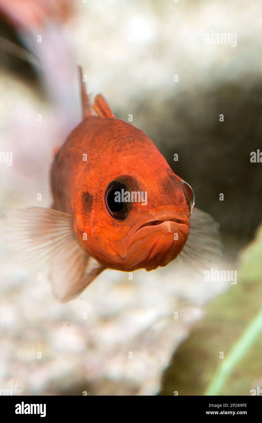 Vertical swimming fish hi-res stock photography and images - Alamy