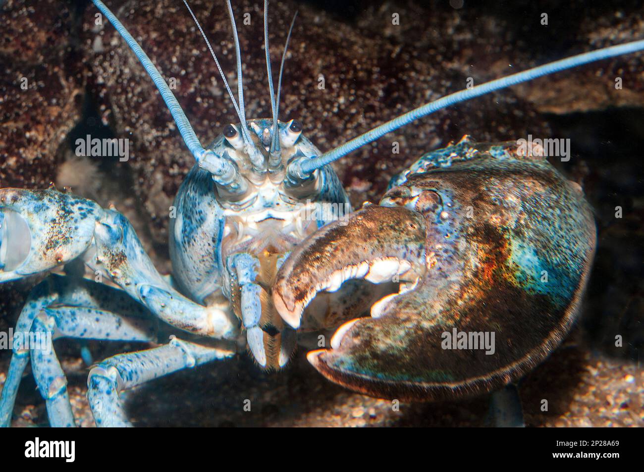 Northern Lobster blue color phase medium shot facing camera Stock Photo ...