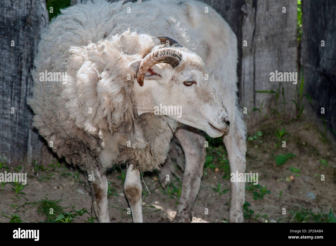 Wiltshire Horned Sheep facing right 3/4 shot. This species is ...