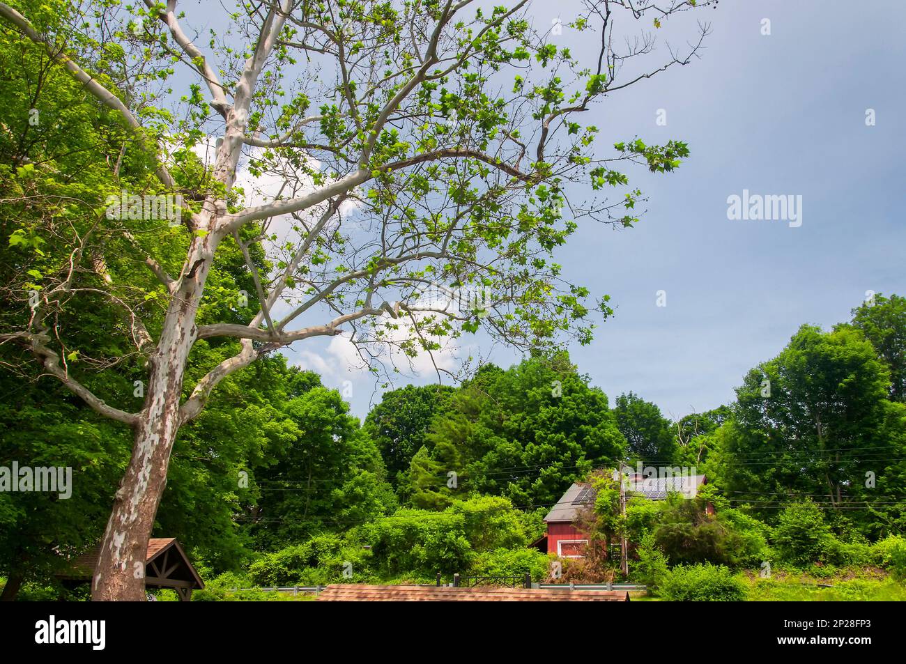 the rural countryside in the village of north caanan connecticut on a ...
