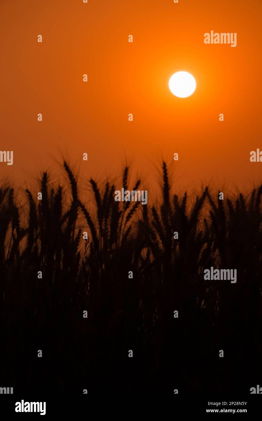 Horizon over grain field hi-res stock photography and images - Alamy