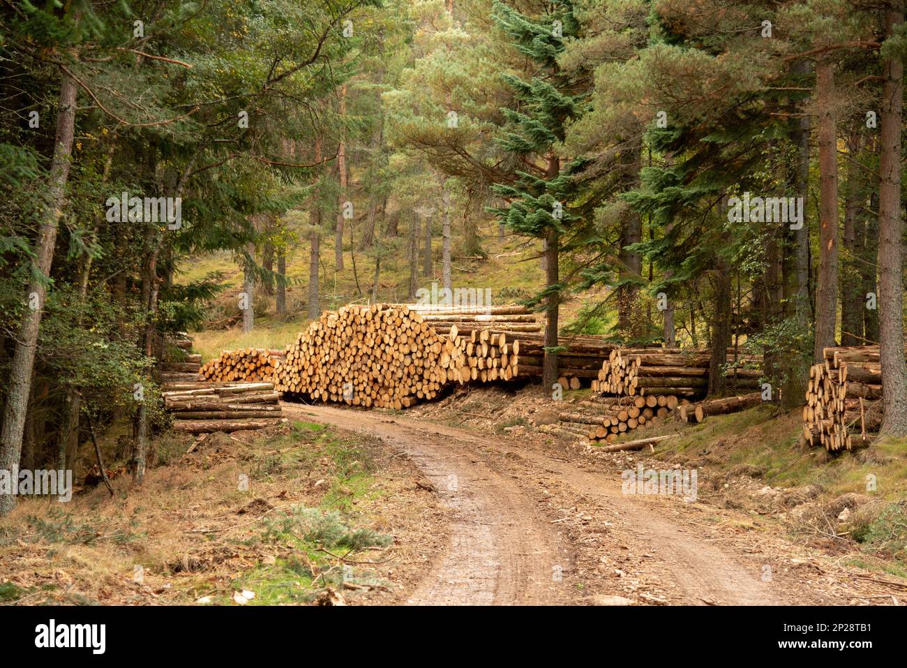 Remote scottish wood hi-res stock photography and images - Alamy