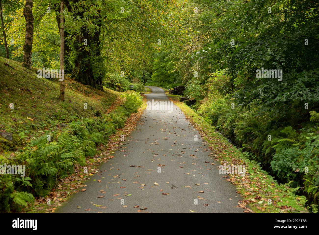 Forest landscape in the Scottish highlands Stock Photo - Alamy