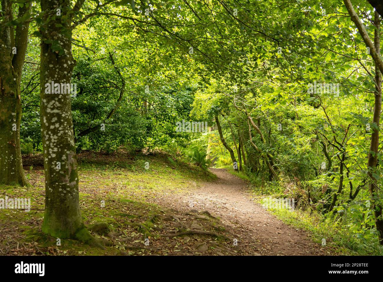 Forest landscape in the Scottish highlands Stock Photo - Alamy