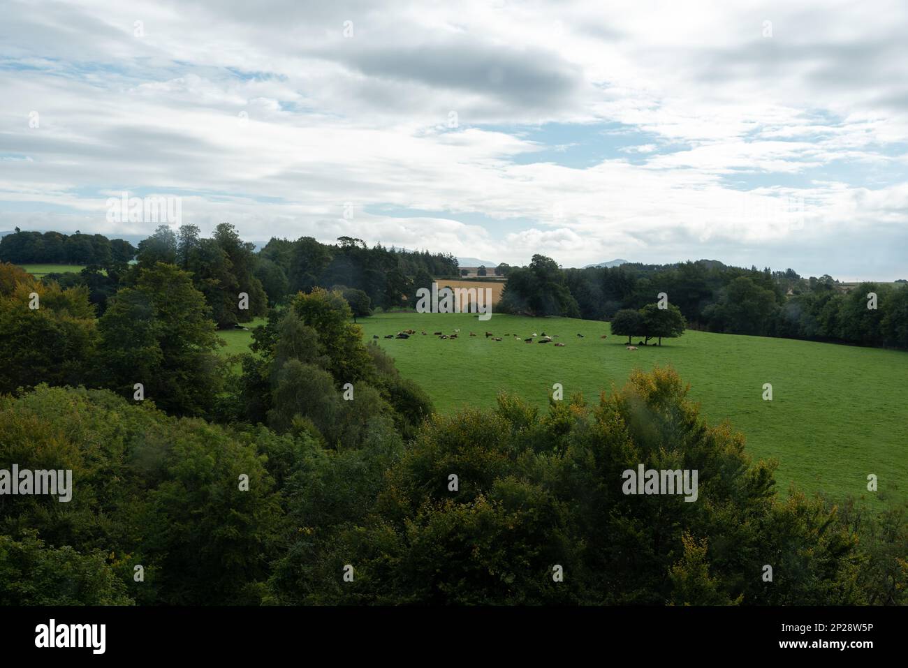 Forest landscape in the Scottish highlands Stock Photo - Alamy