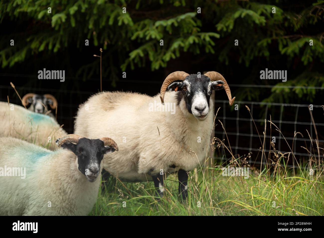 Wild goats in the Scottish highlands Stock Photo - Alamy