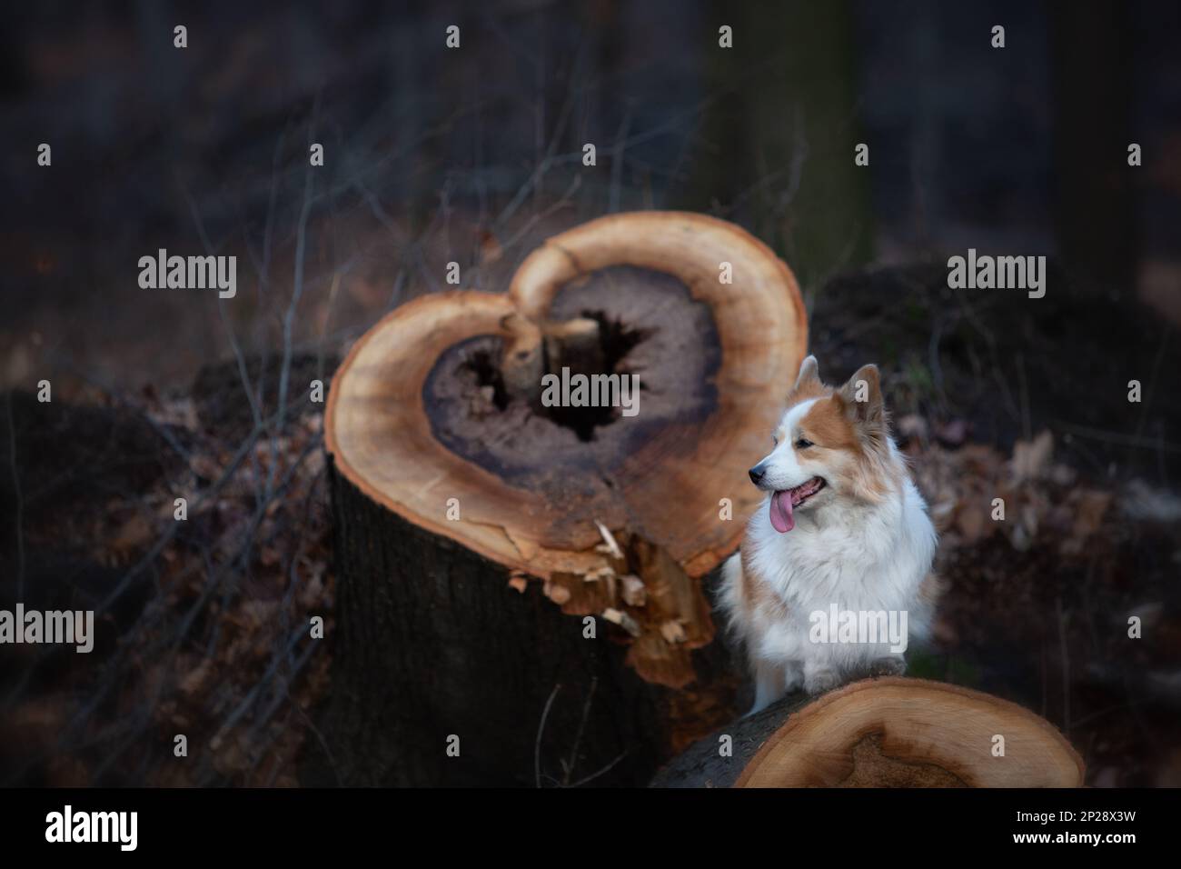 Pembroke Welsh Corgi dog stands on the trunk of a felled tree with a ...