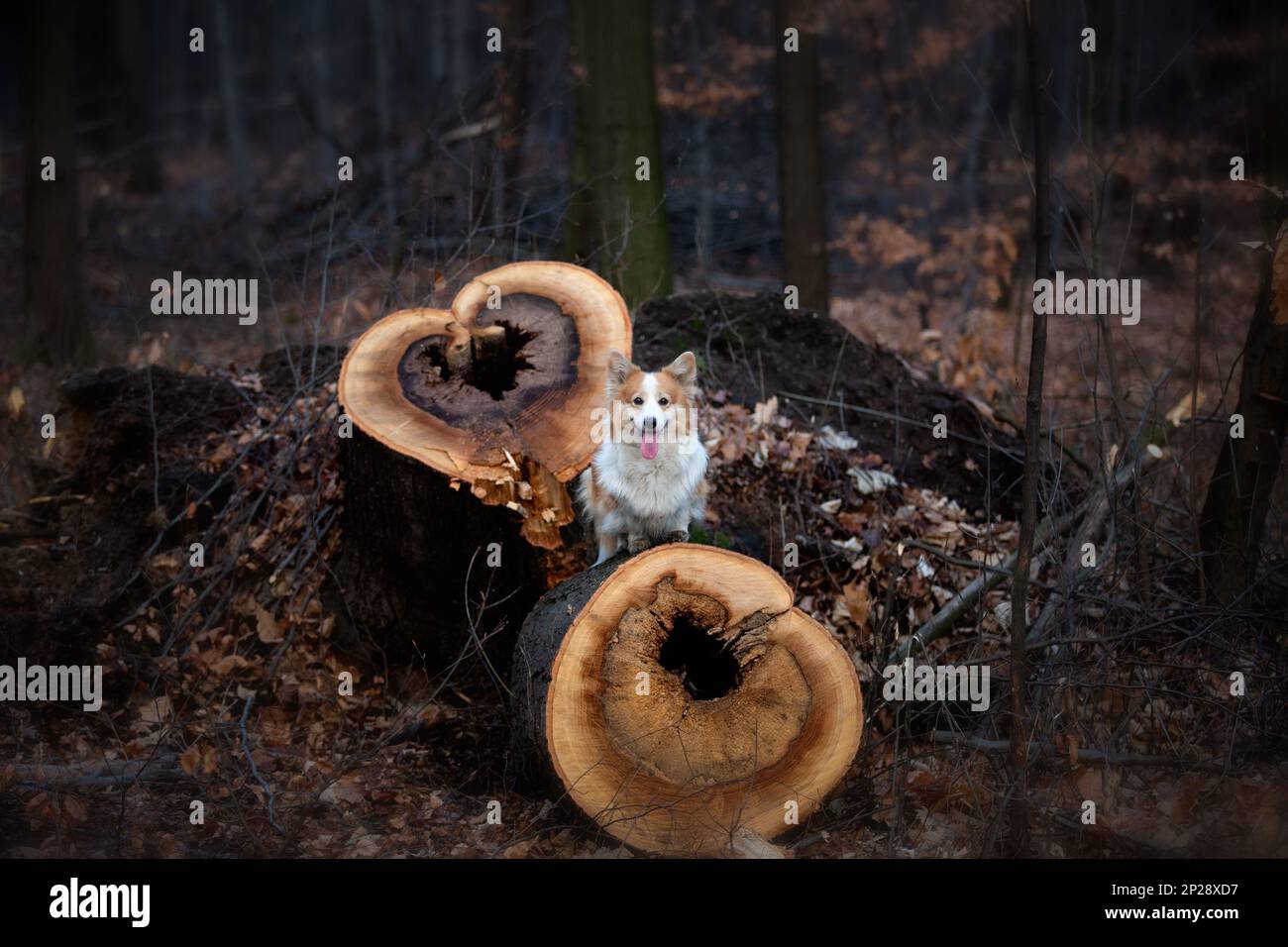 Pembroke Welsh Corgi dog stands on the trunk of a felled tree with a ...