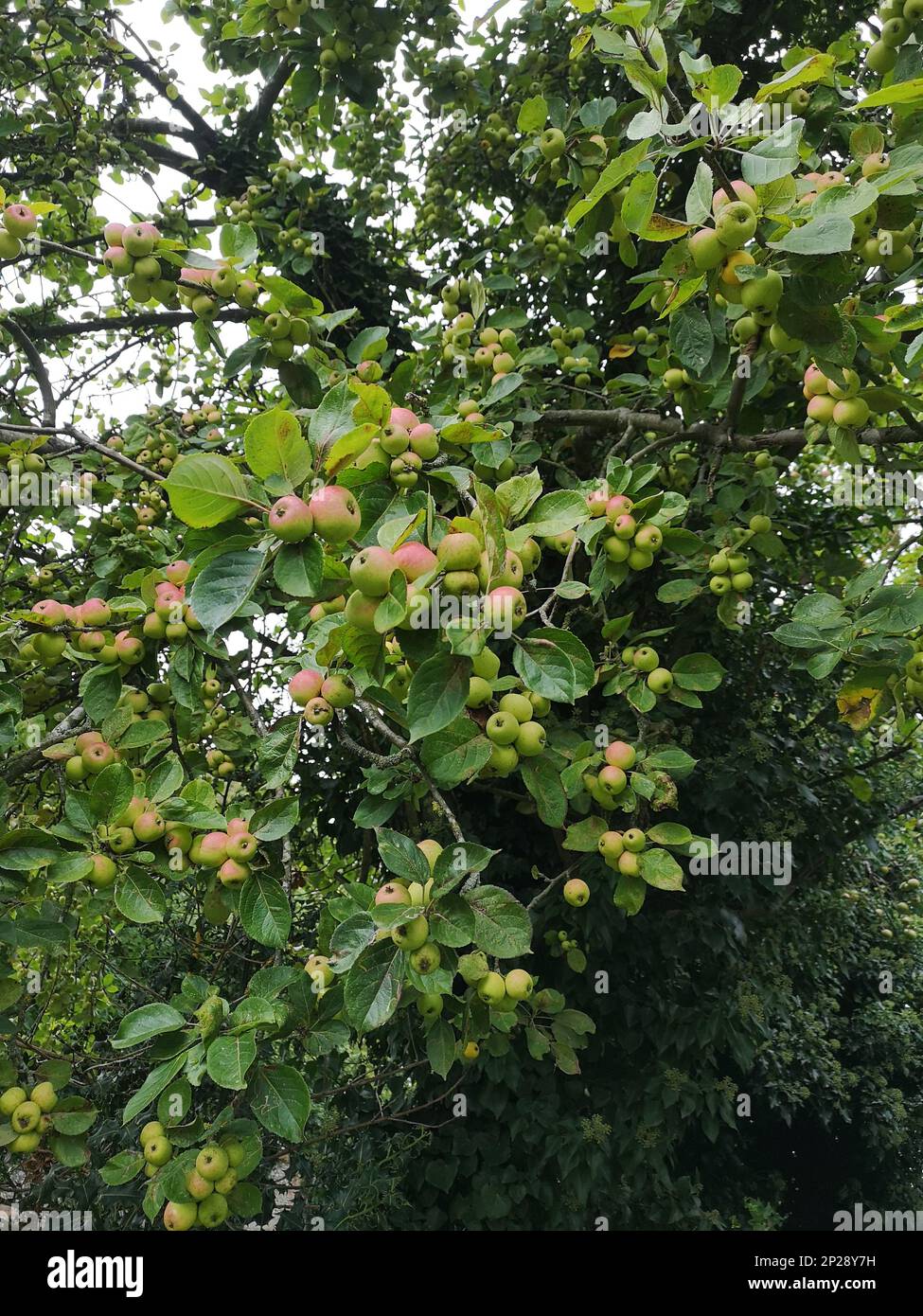Detail of a crab apple tree full of ripe fruit Stock Photo - Alamy