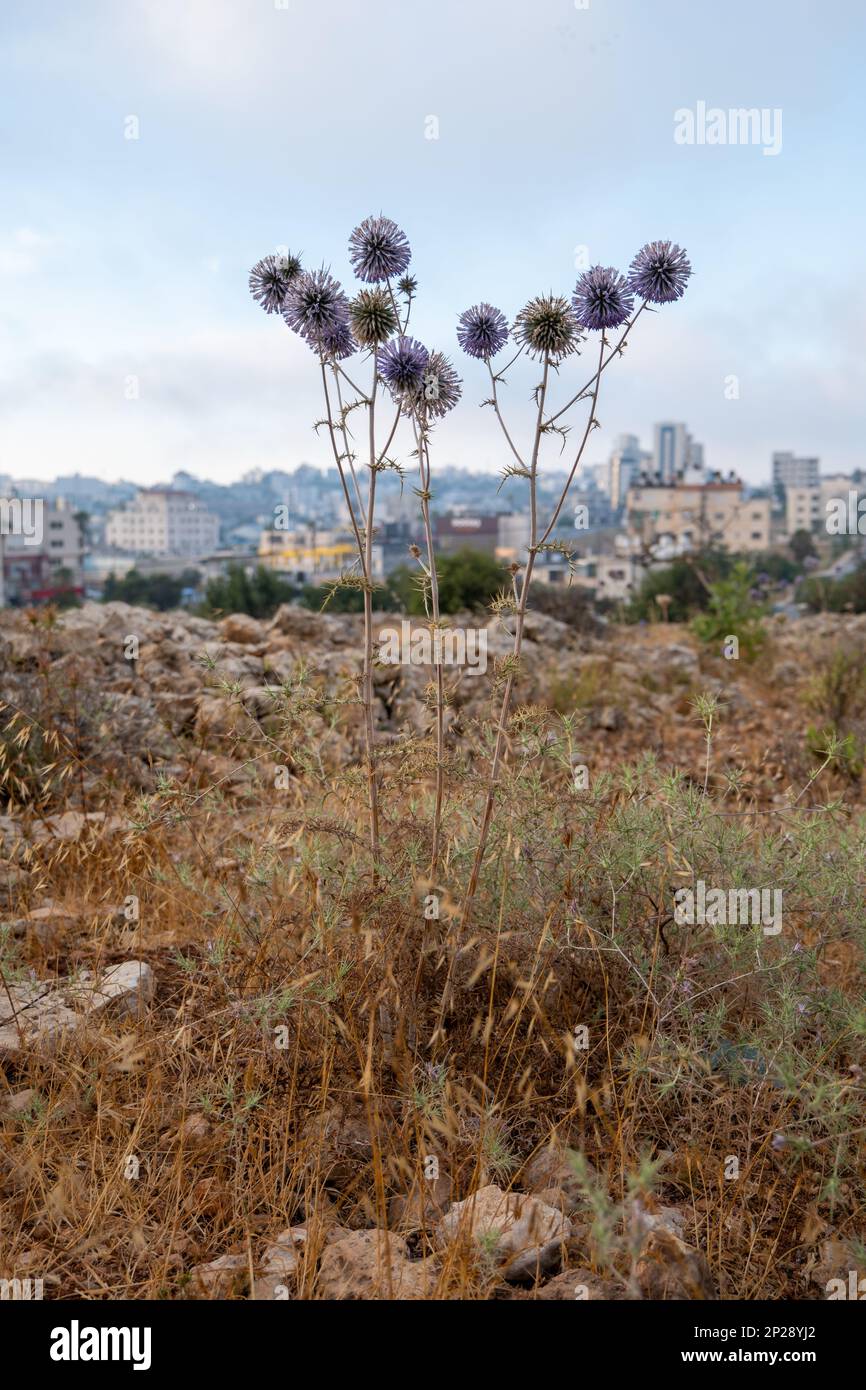 Thirteen Blue Thistle (Echinops) Flowers on Rocks in Front of Ramallah ...