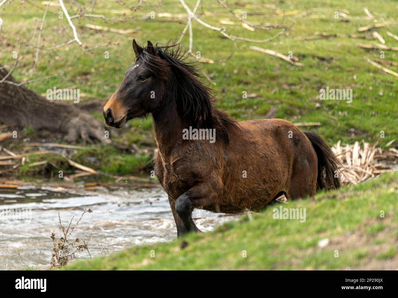 Bulgaria 3rd March 2023: One of the first spring holidays popular ...