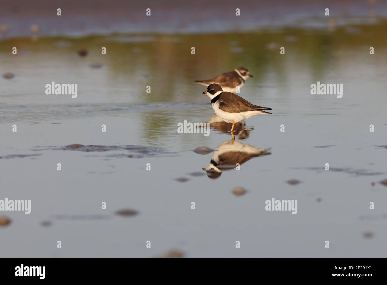 common ringed plover Fort De Soto Park Florida USA Stock Photo - Alamy