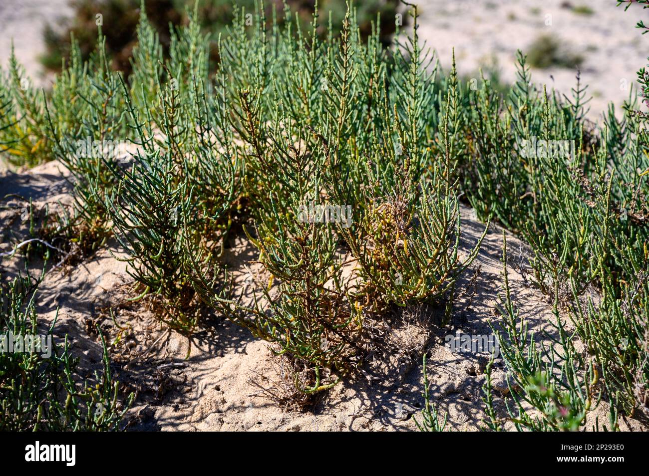Salicornia edible plants growing in salt marshes, beaches, named also ...
