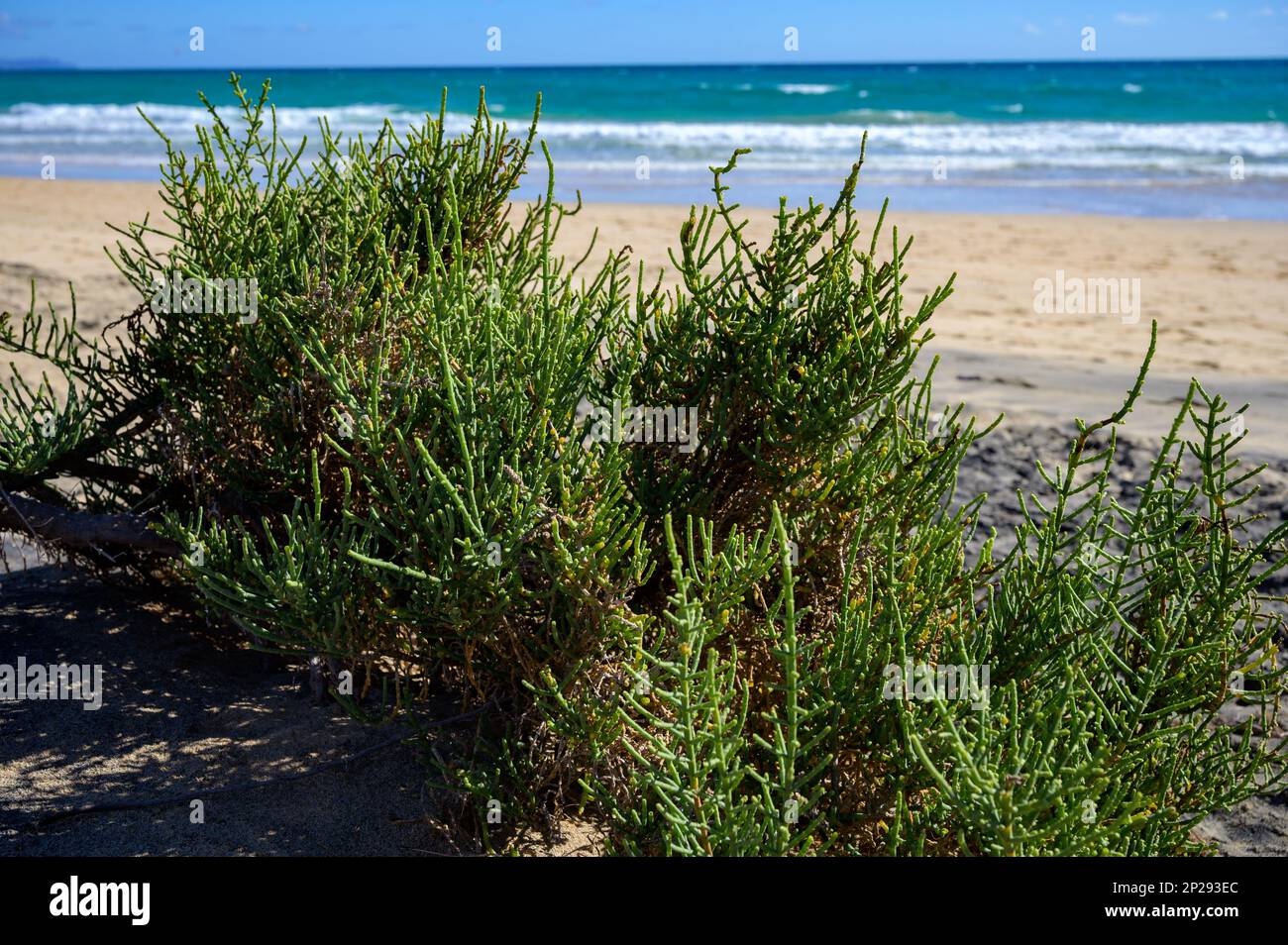 Salicornia edible plants growing in salt marshes, beaches, named also ...